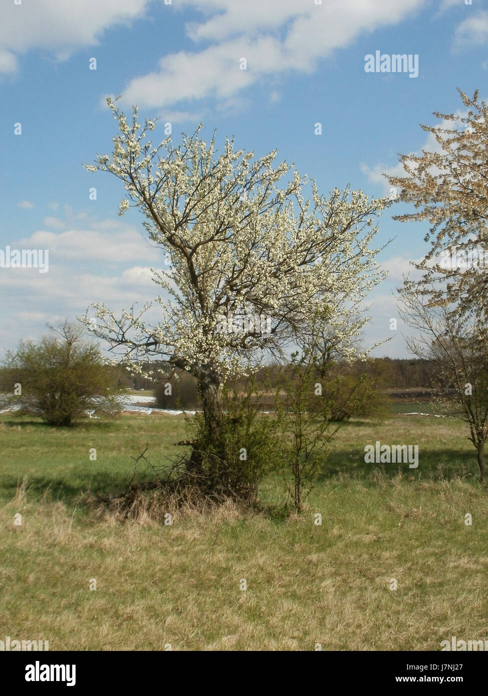The Streuobstwiese Hockenheim in Germany is a traditional orchard that ...