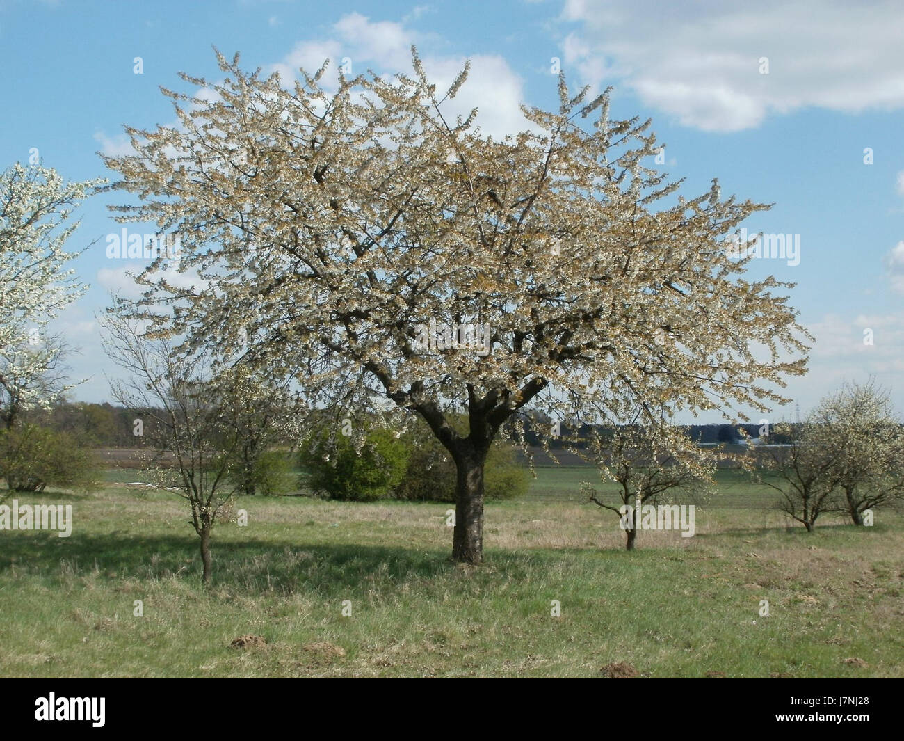 The Streuobstwiese, or traditional orchard, in Hockenheim, is a ...