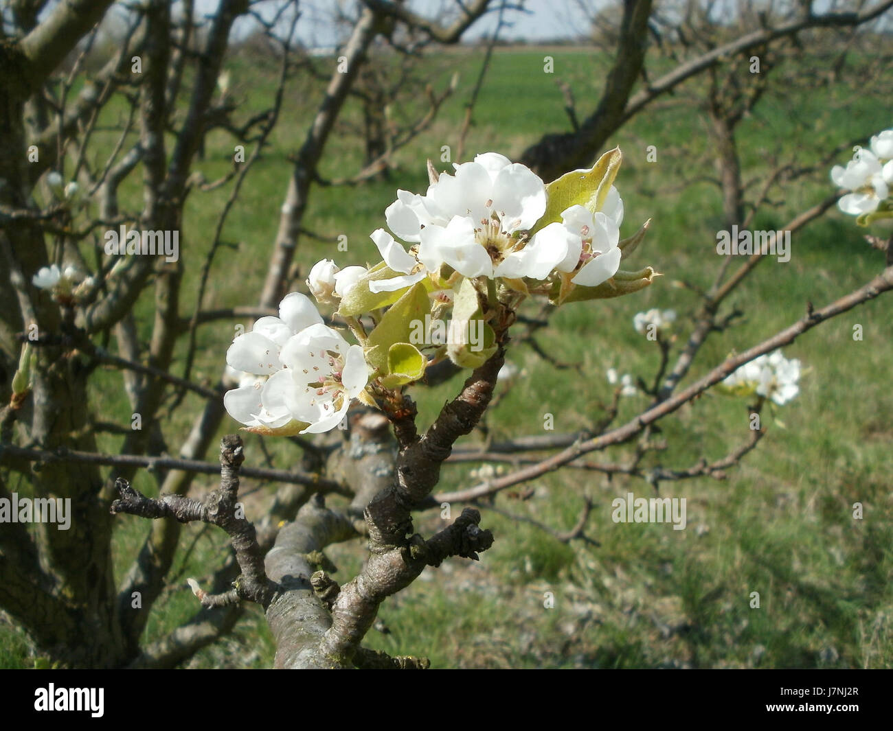 Streuobstwiese Reilingen5 refers to a traditional orchard located in ...