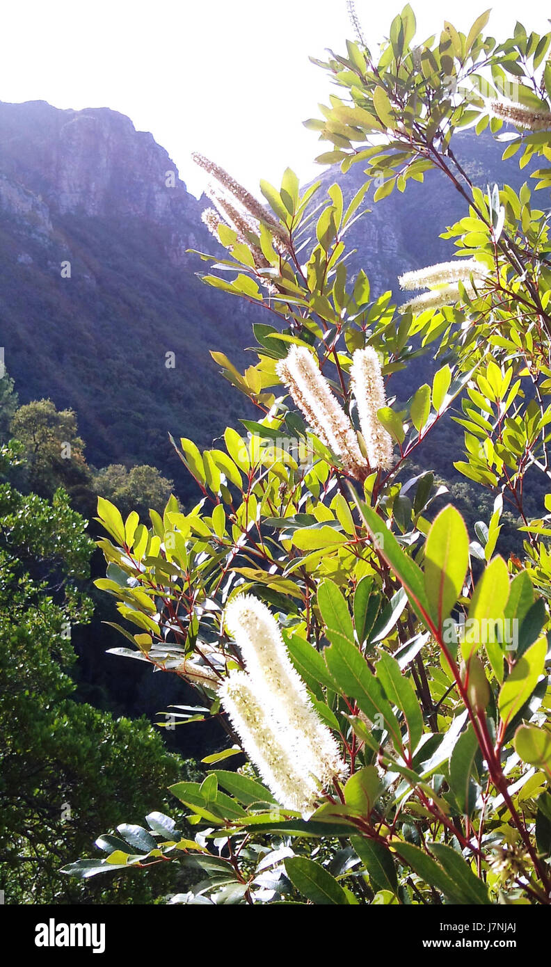 Cape plant kingdom hi-res stock photography and images - Alamy