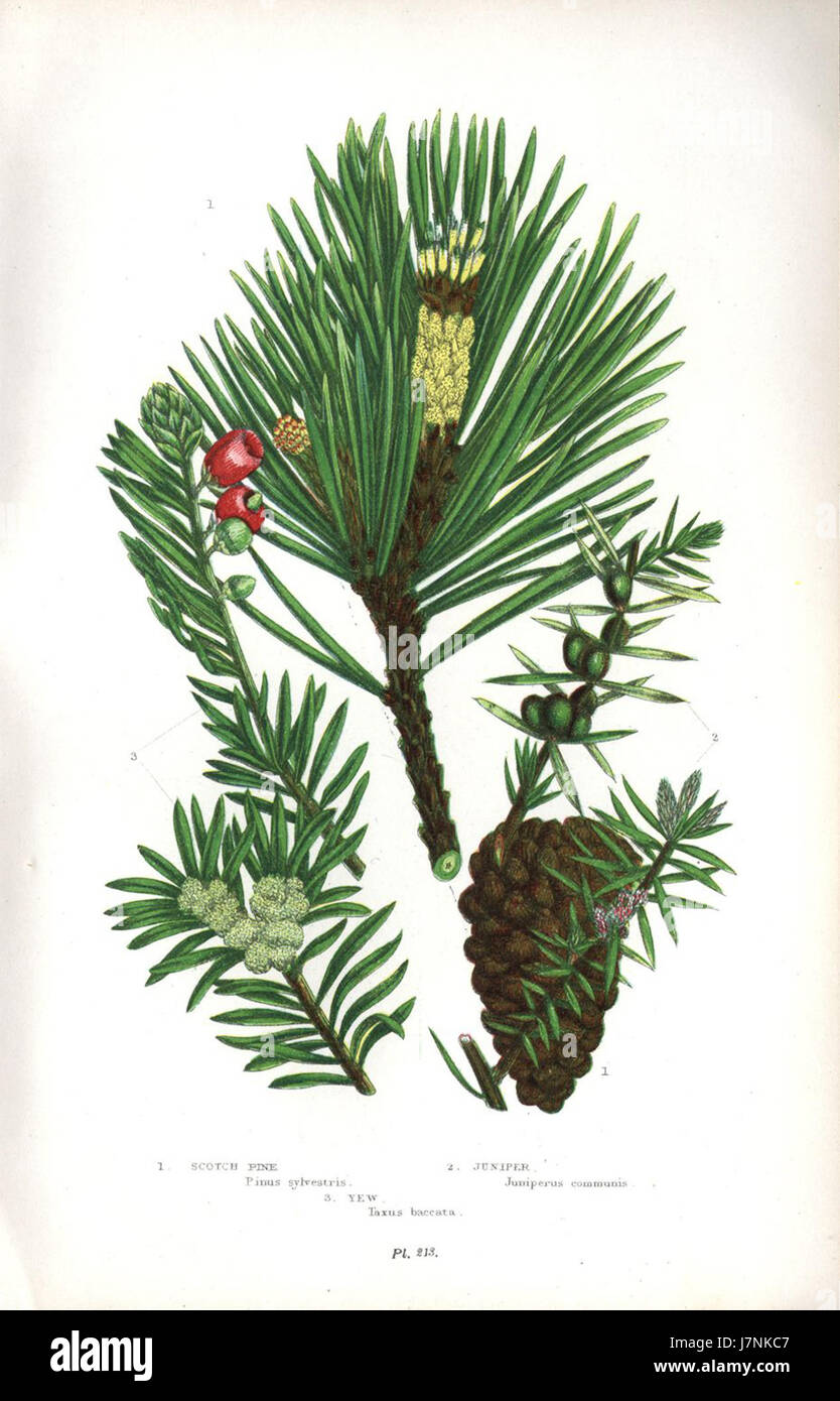 Anne Pratt was a British botanical artist and author, known for her ...