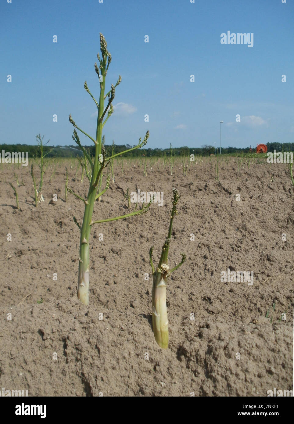 This image showcases asparagus (Spargel) in Hockenheim, Germany, a ...