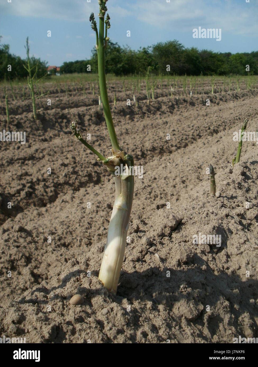 This image features spargel (asparagus) in Hockenheim, Germany ...