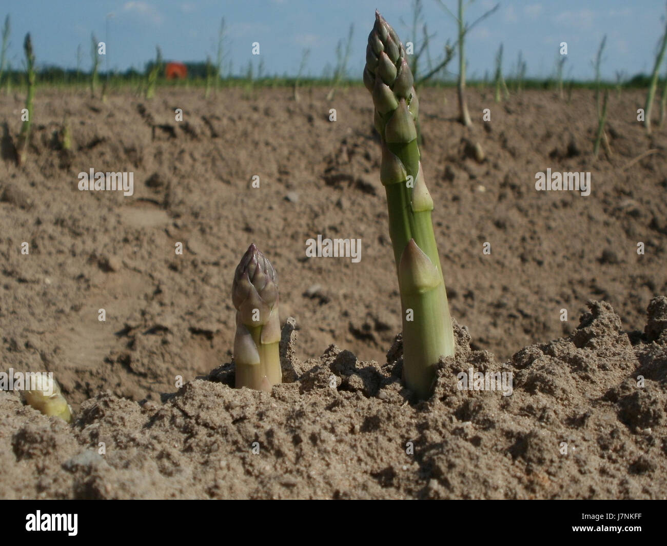 The image from May 22, 2012, shows the Spargel festival in Hockenheim ...