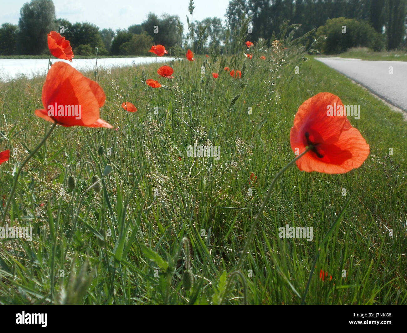 'Mohnblumen Hockenheim' is a German phrase meaning 'Poppies of Hockenheim', potentially ...