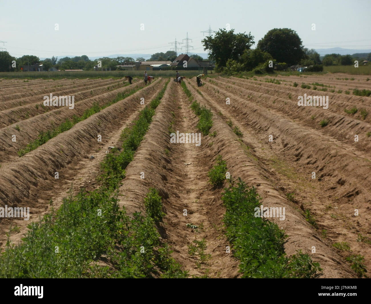 A photograph depicting the asparagus harvest ('Spargelernte') in Ketsch ...