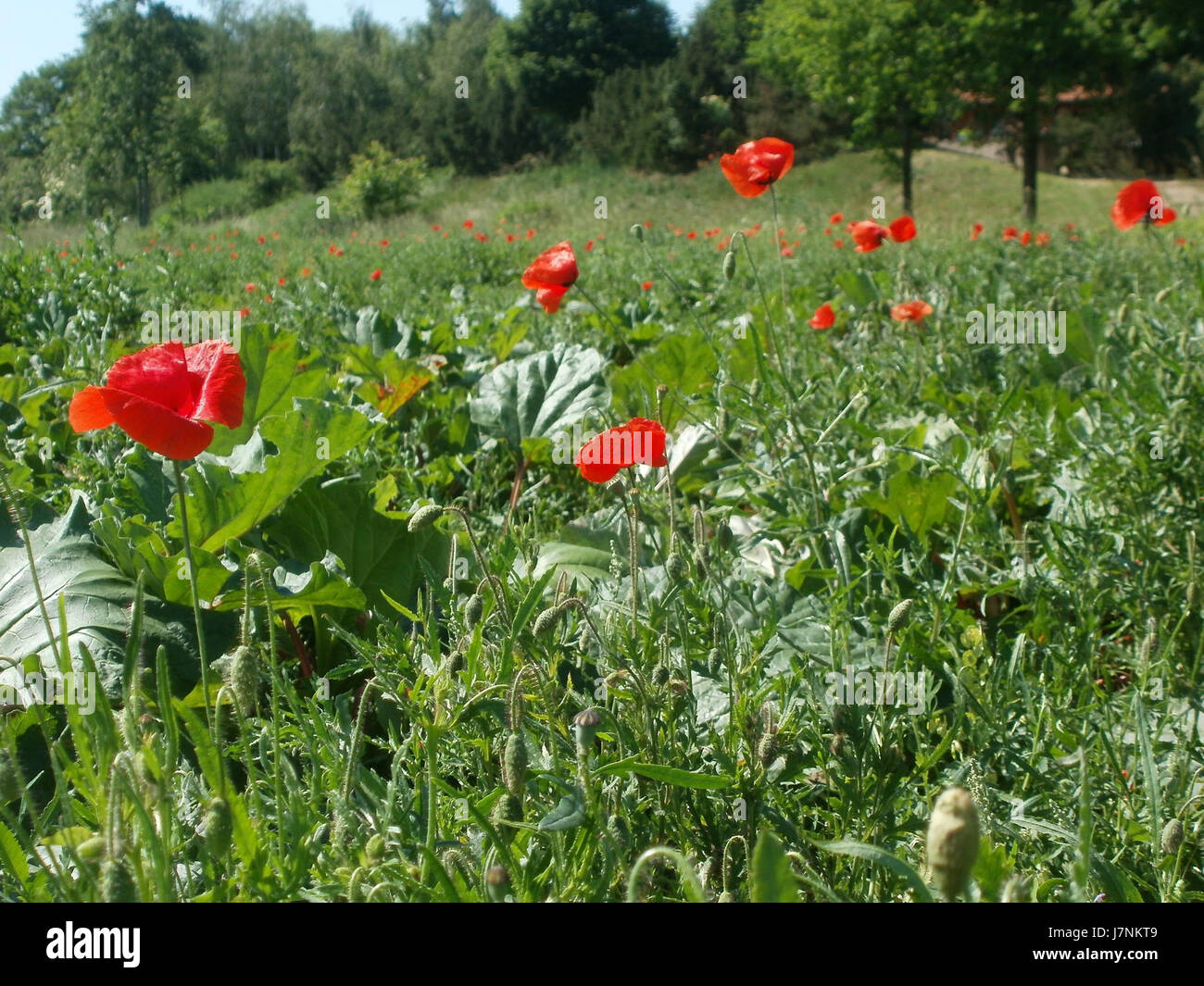 Mohn painting hi-res stock photography and images - Alamy Mohn painting hi-res stock photography and images - Alamy