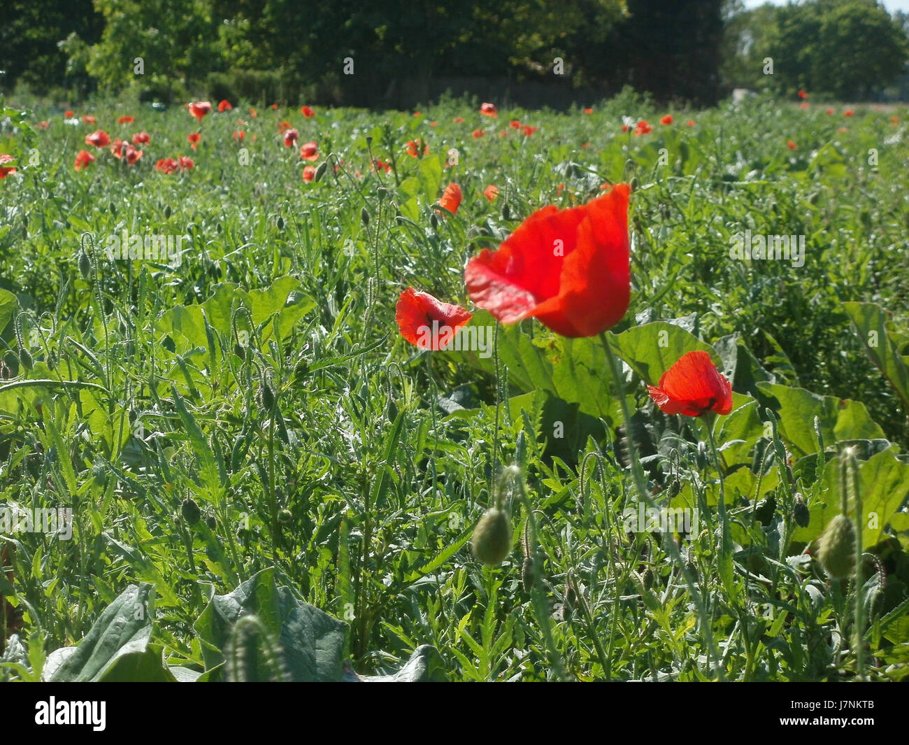 Mohn painting hi-res stock photography and images - Alamy Mohn painting hi-res stock photography and images - Alamy