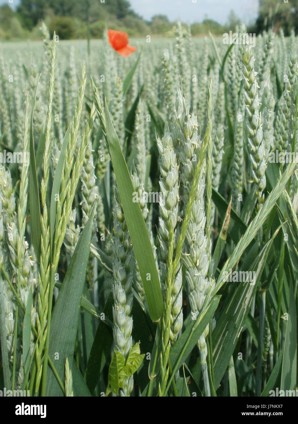 This image shows a scene of wheat cultivation in Rheinhausen on May 27 ...