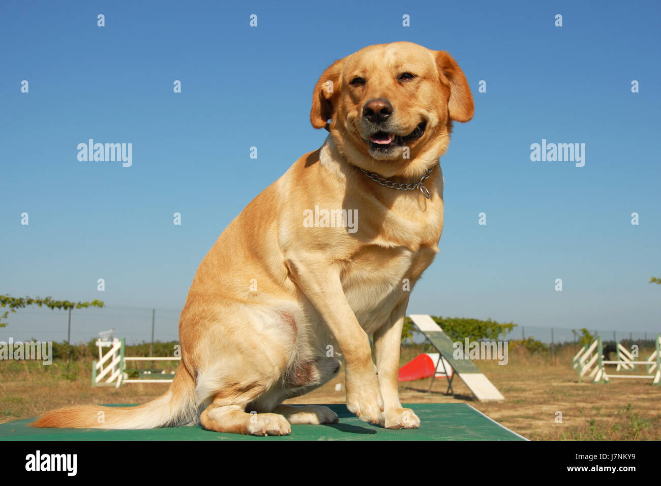 dog labrador blue sport sports animal pet cool one agility competition ...