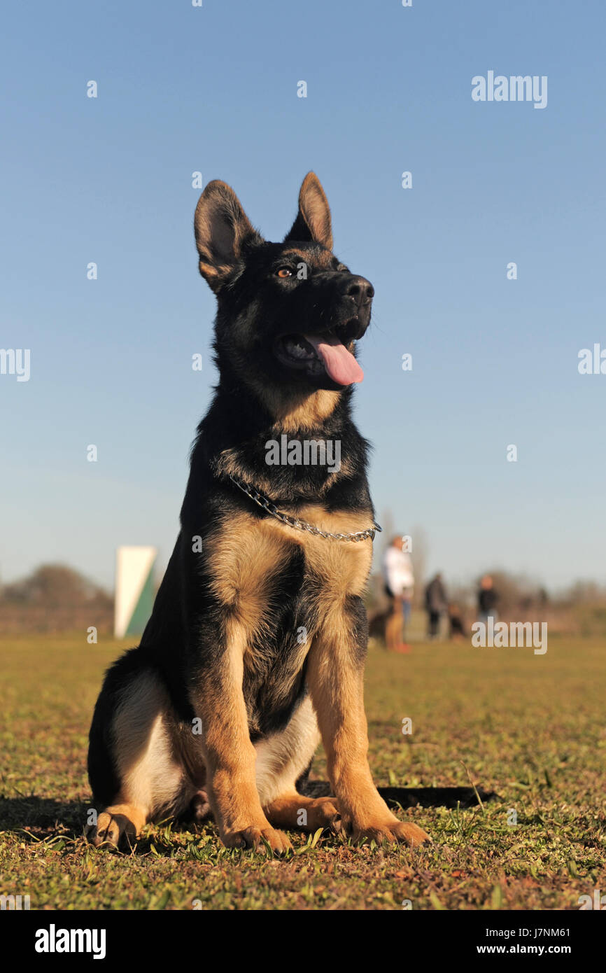 dog puppy german shepherd blue animal pet portrait eyes guard fur dog ...