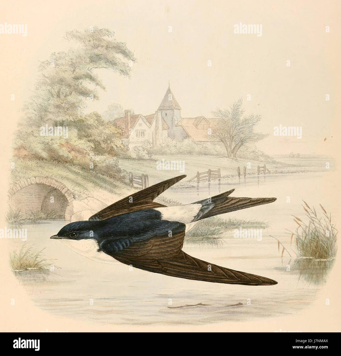 Delichon urbicum adult 1894 Stock Photo - Alamy