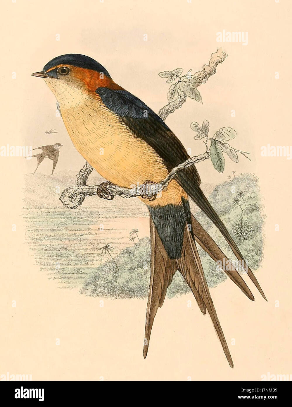 Cecropis daurica melanocrissus 1894 Stock Photo - Alamy