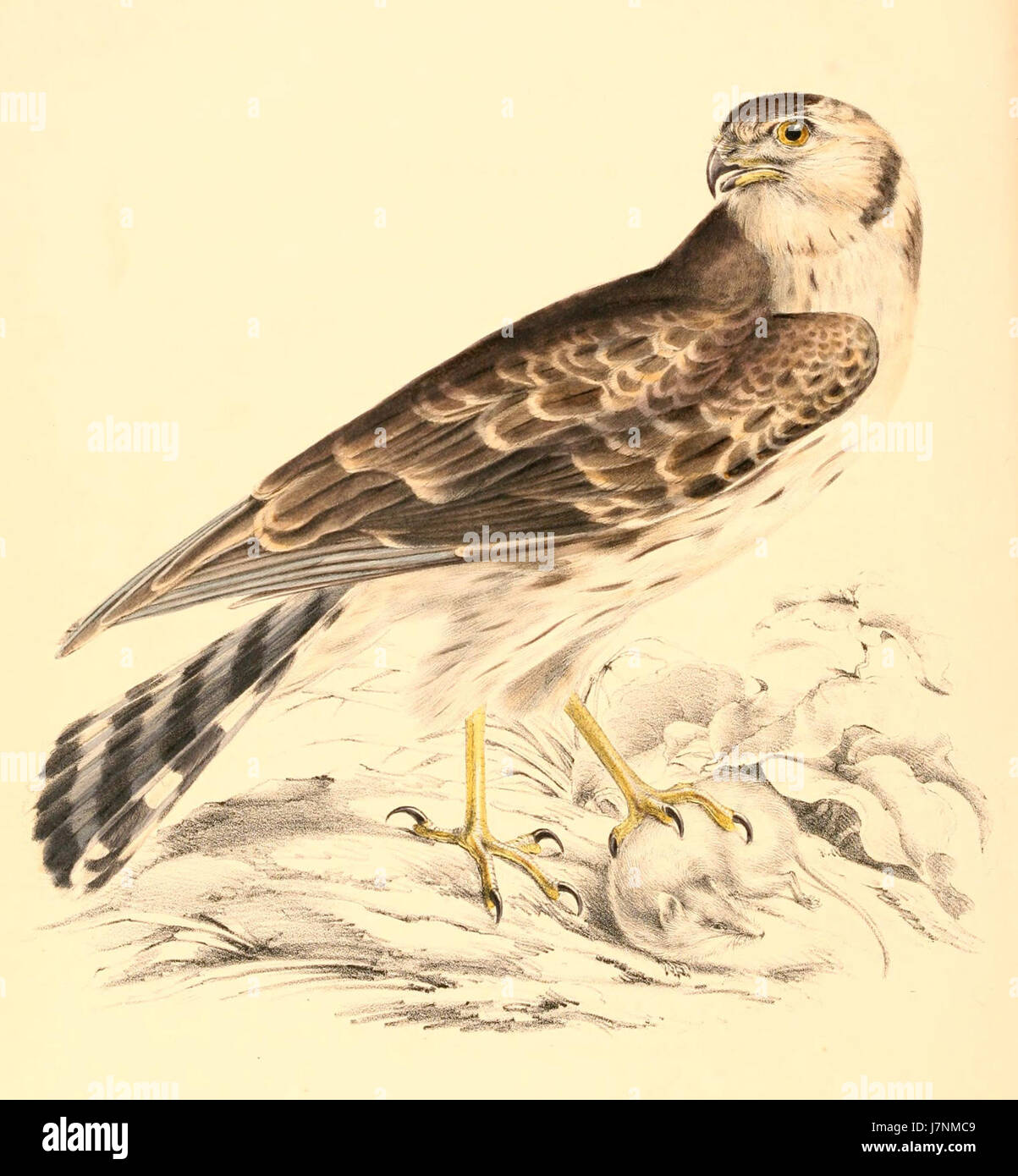 Circus maurus hi-res stock photography and images - Alamy