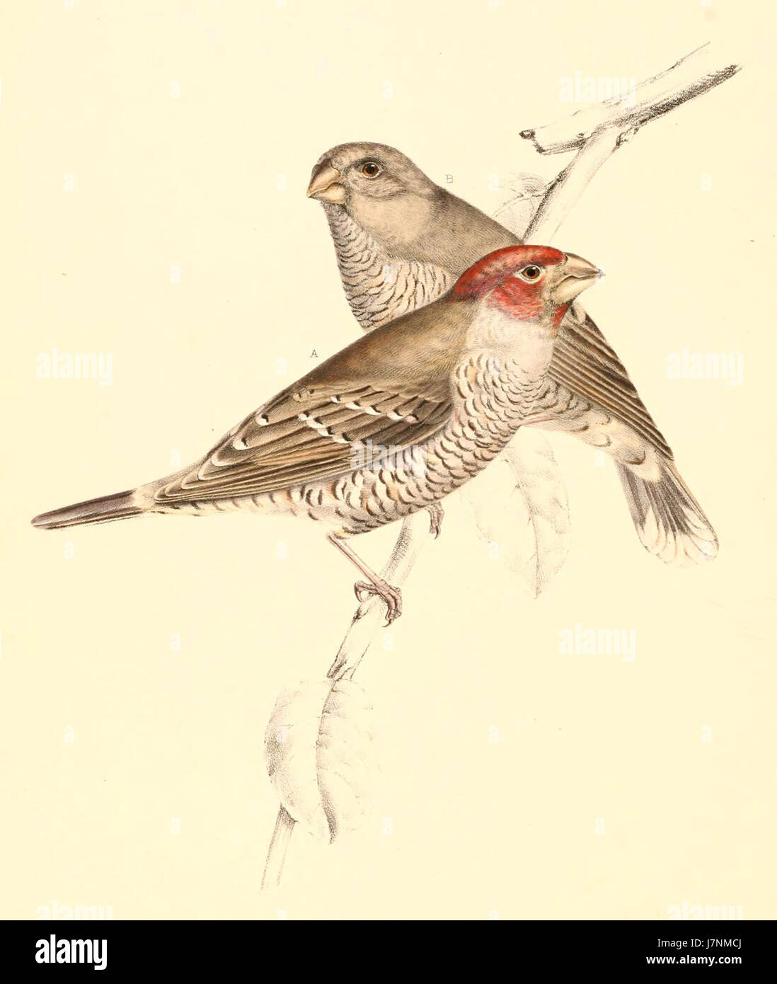 Amadina erythrocephala 1838 Stock Photo - Alamy