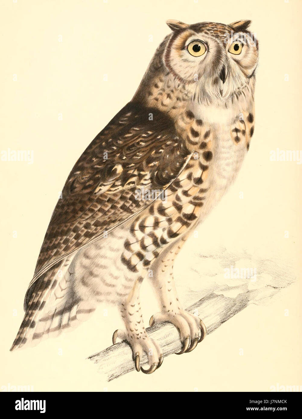 This illustration of Bubo capensis from 1838 depicts a species of owl ...