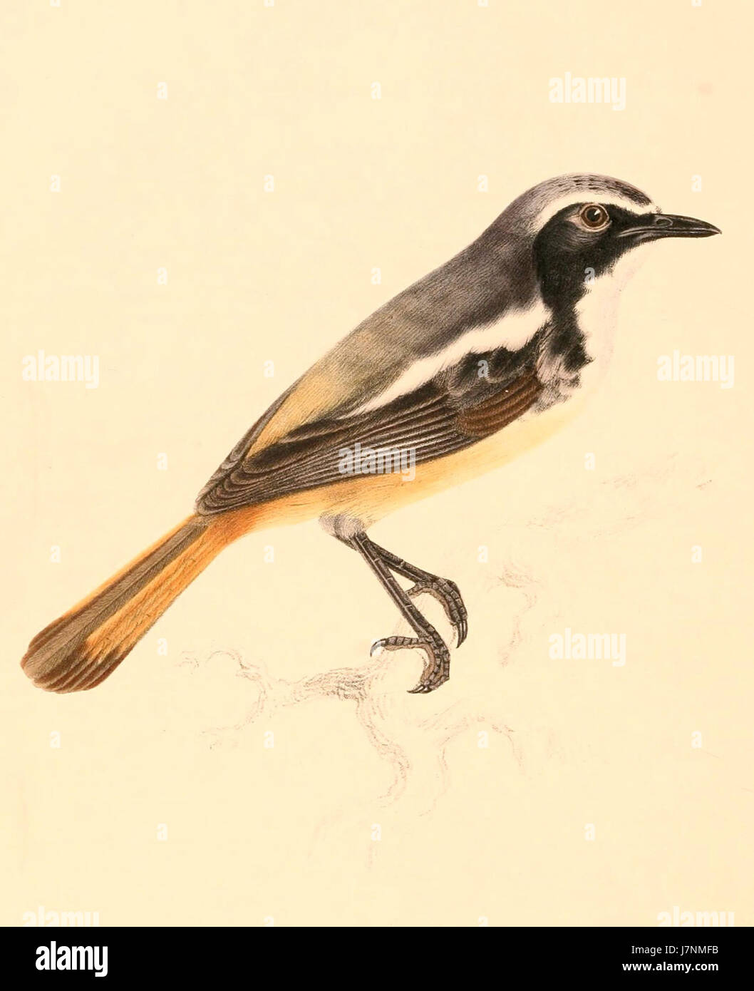 Cossypha humeralis humeralis is a bird species known for its ...