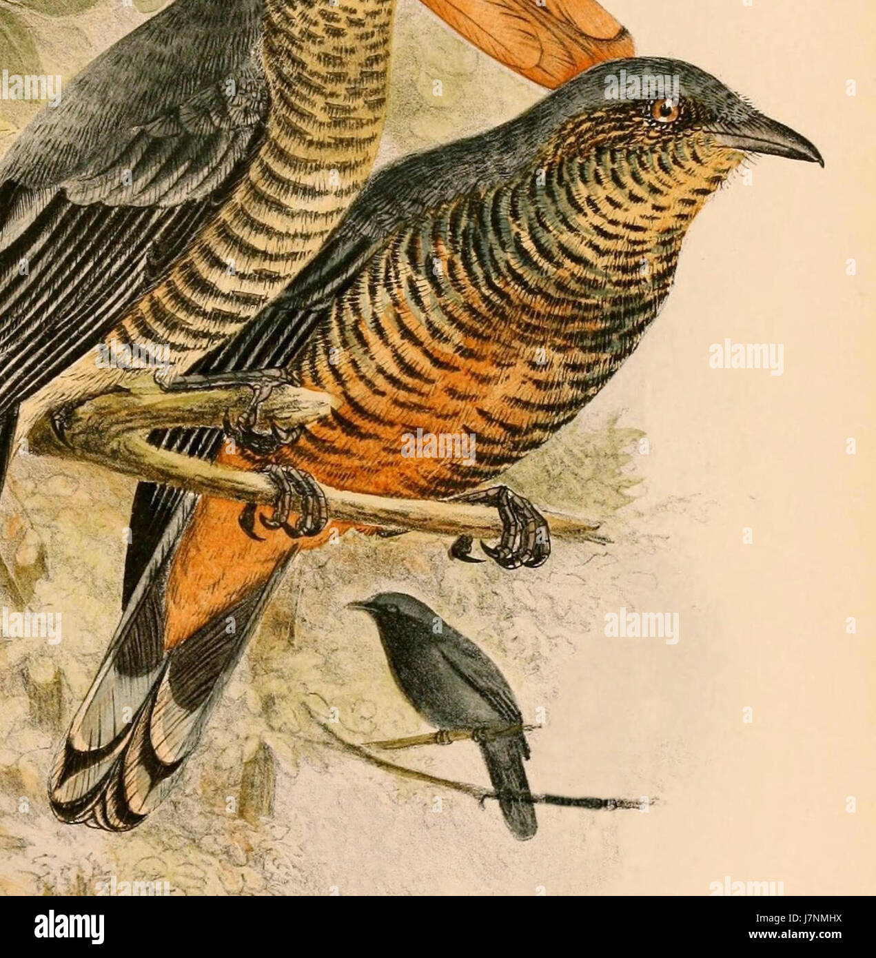 Coracina morio morio 1898 Stock Photo - Alamy