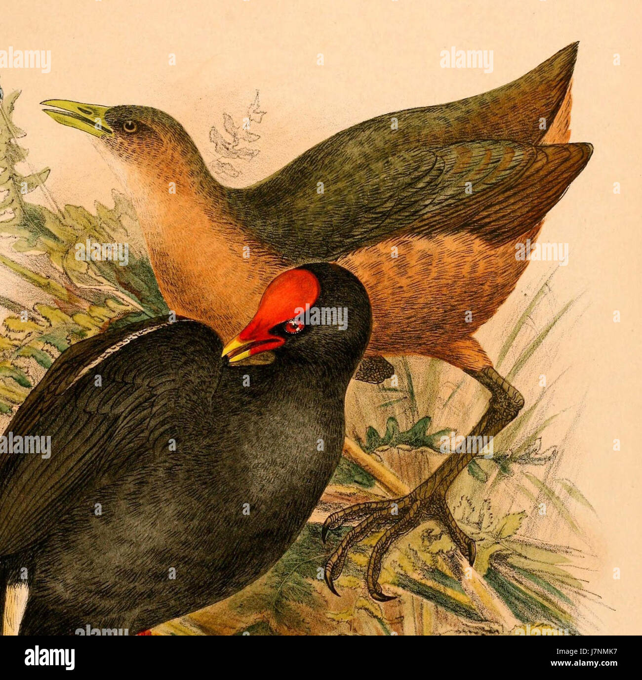 Amaurornis isabellina, known as the pale-billed crake, is a bird ...