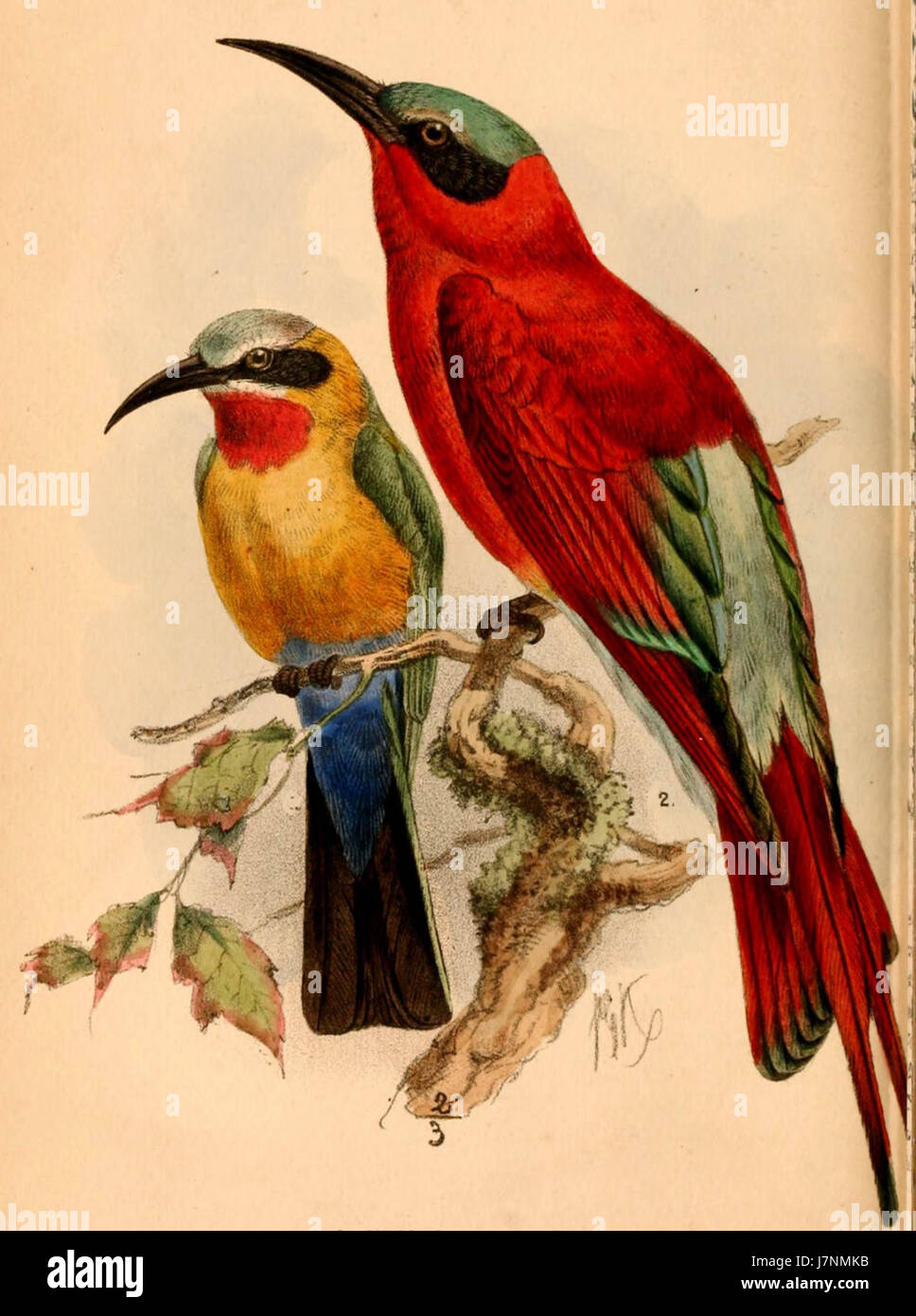 Detailed guide bird species hi-res stock photography and images - Alamy