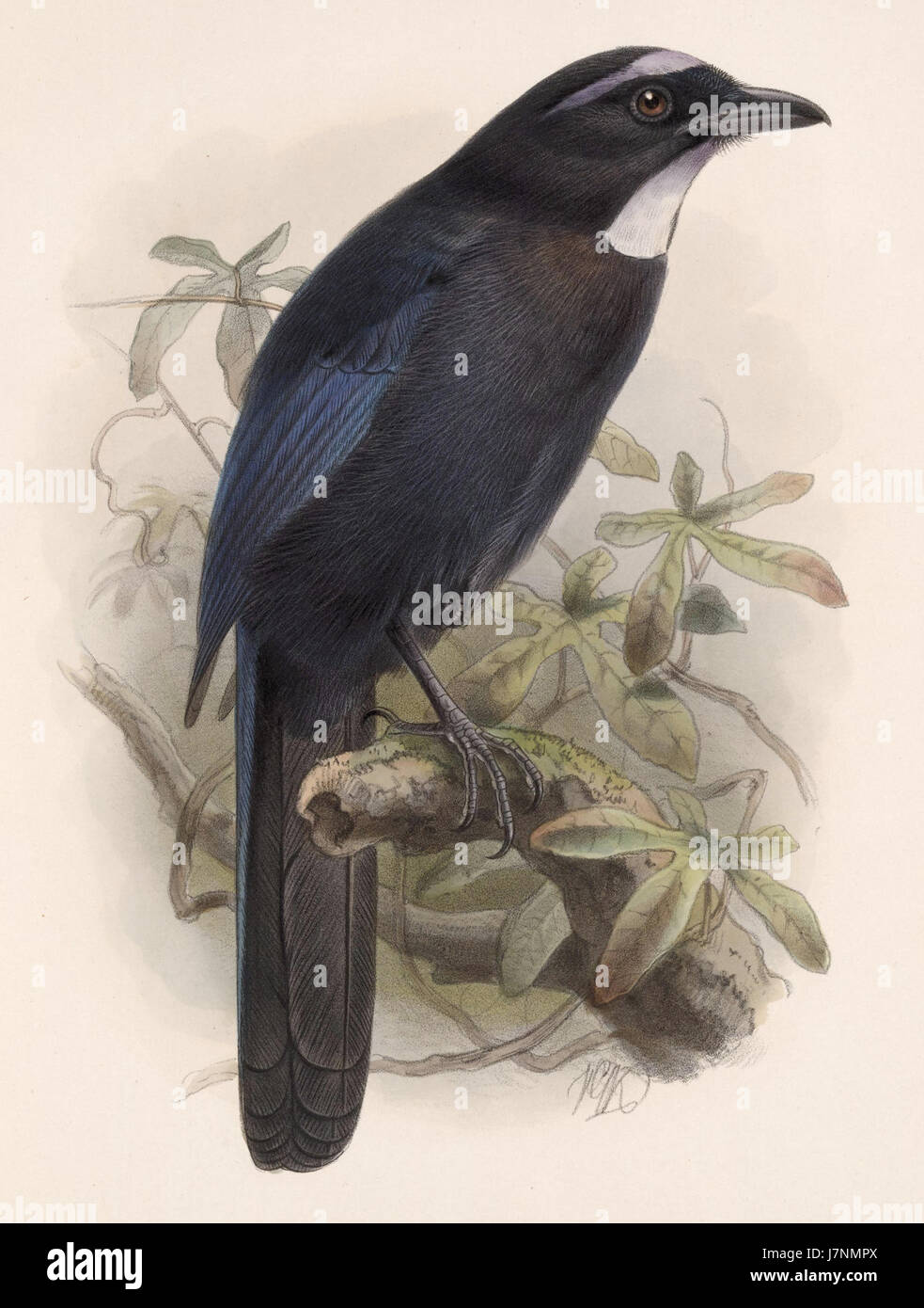 Montane bird hi-res stock photography and images - Alamy