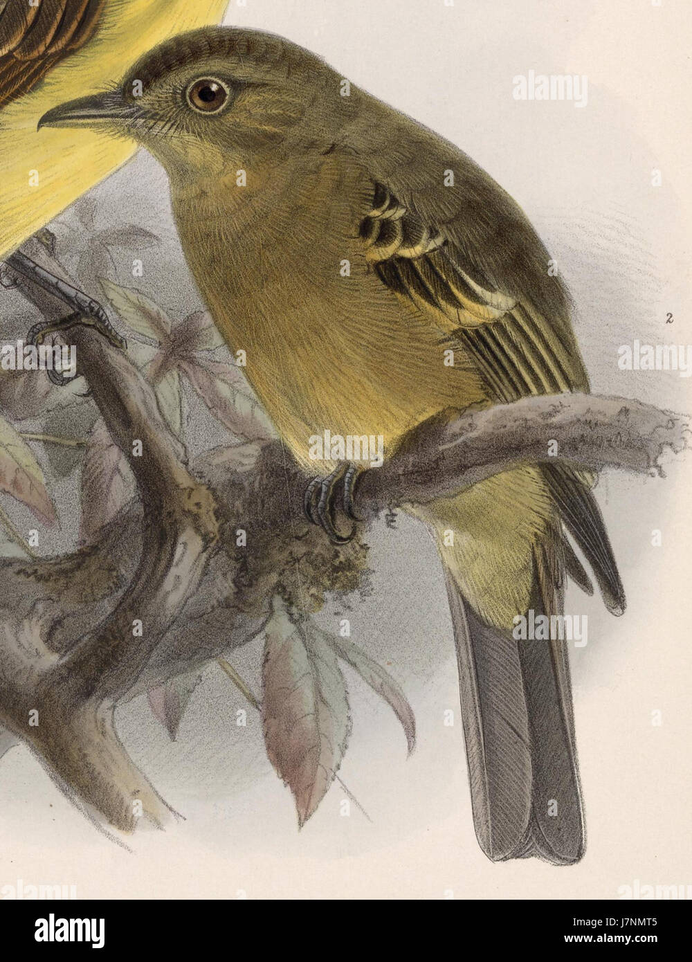 Ochraceus taxonomy hi-res stock photography and images - Alamy