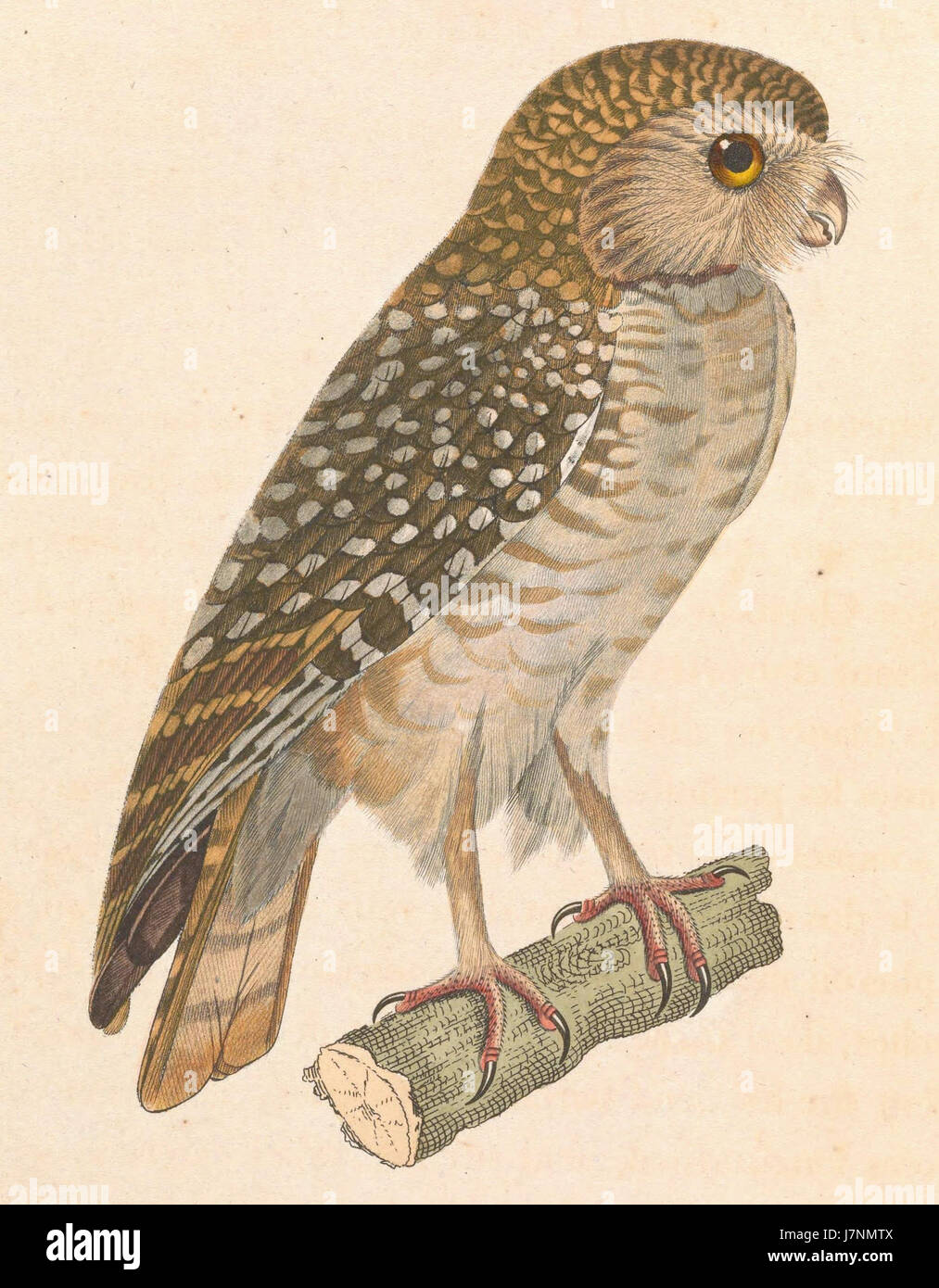 Athene cunicularia, known as the Burrowing Owl, is a small owl species ...