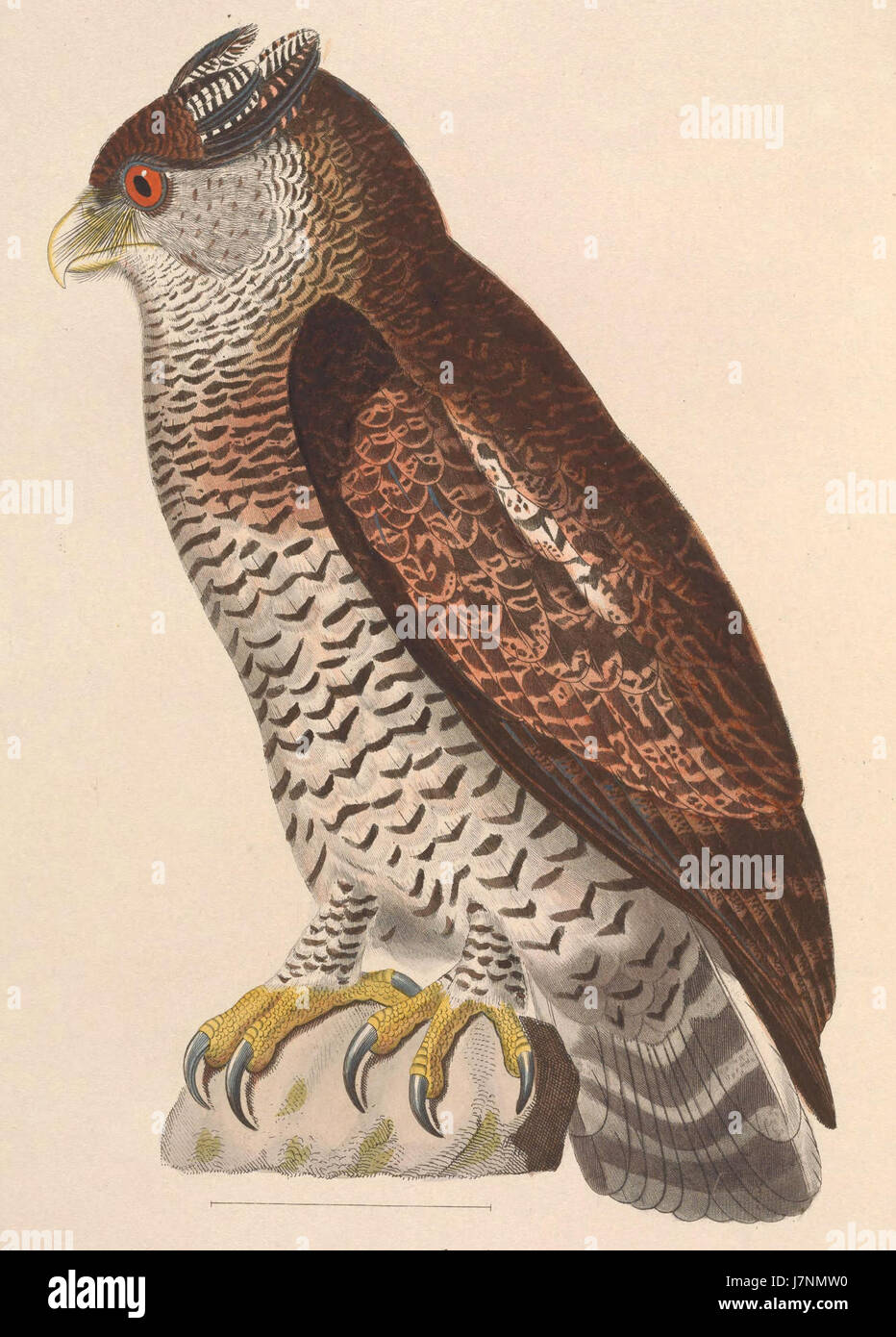 Sumatran ecosystem hi-res stock photography and images - Alamy