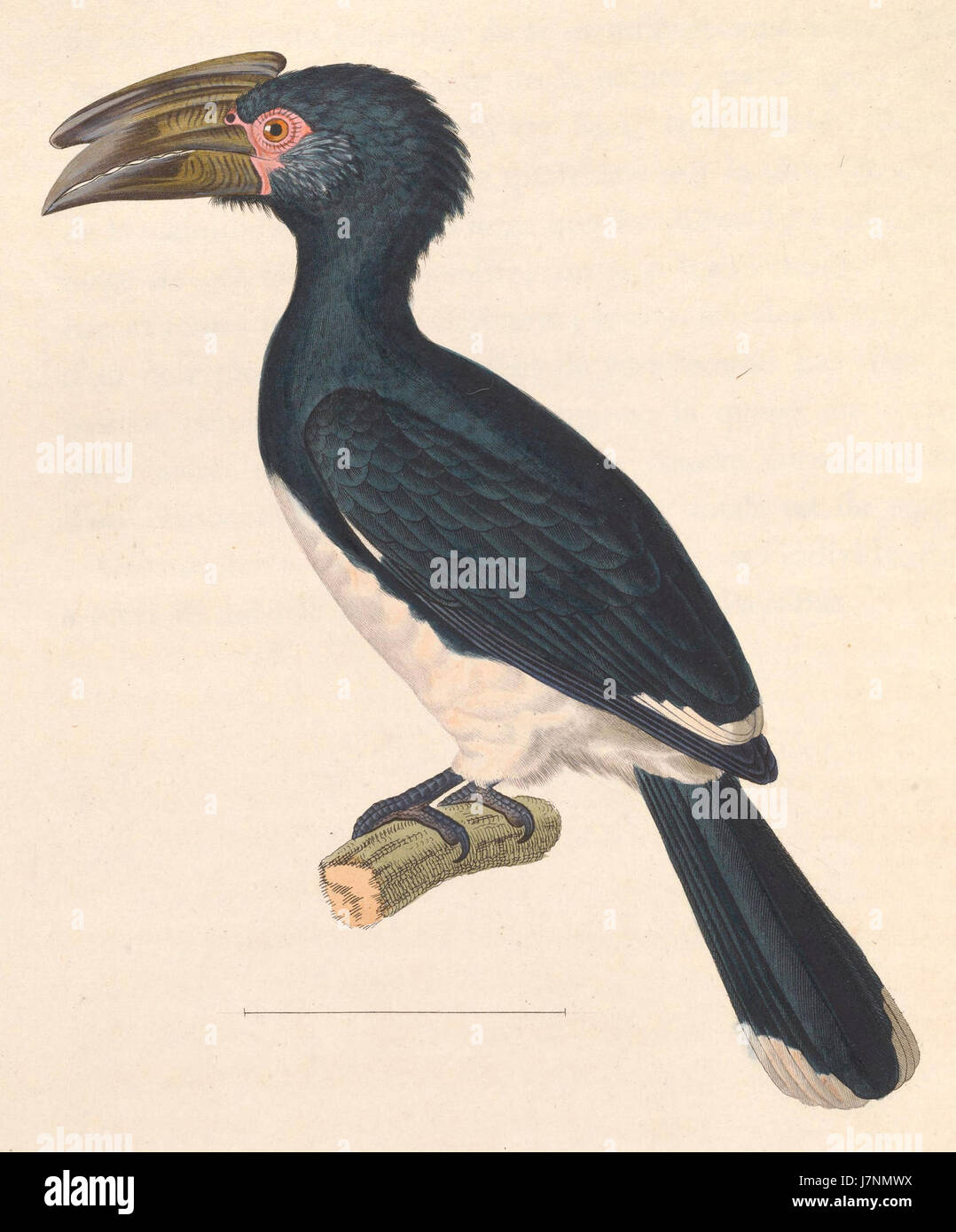 Bucinator hi-res stock photography and images - Alamy