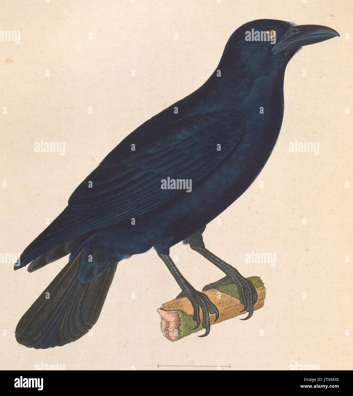 Corvid illustrations hi-res stock photography and images - Alamy