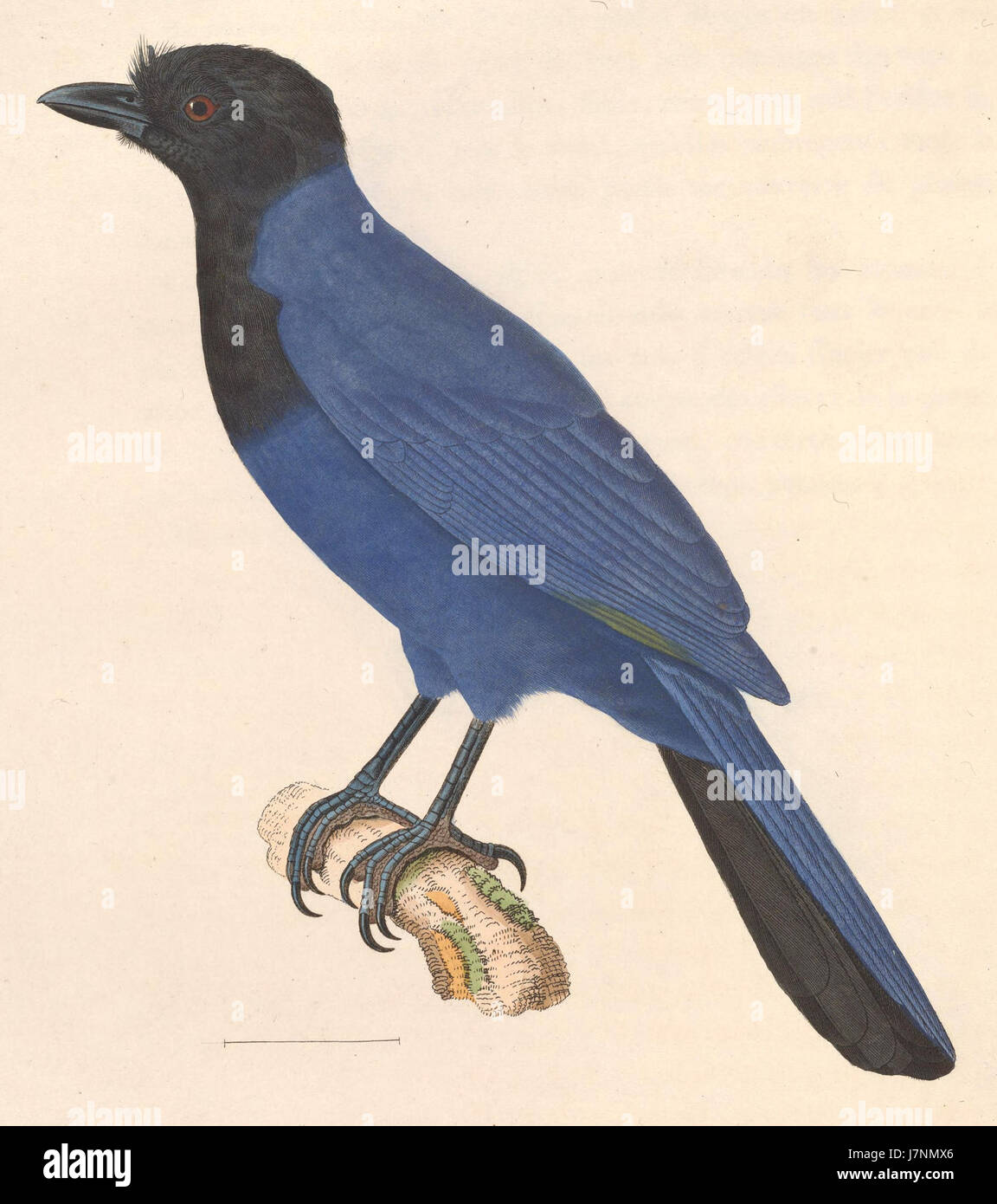 Black throated magpie jay hi-res stock photography and images - Alamy