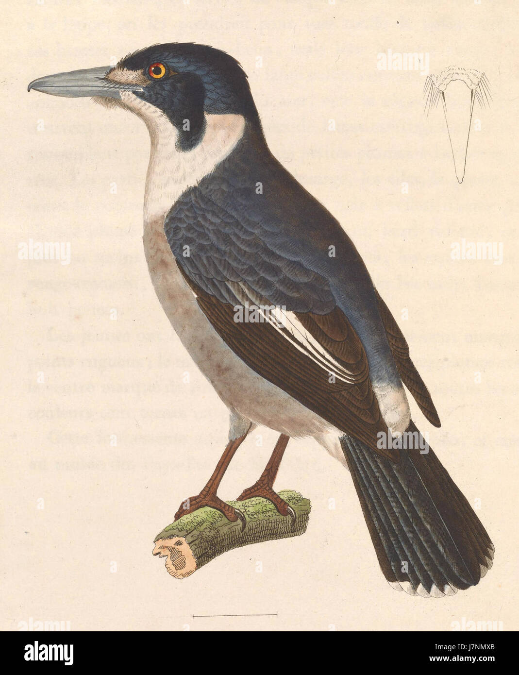 Australian pied butcherbird cracticus hi-res stock photography and ...
