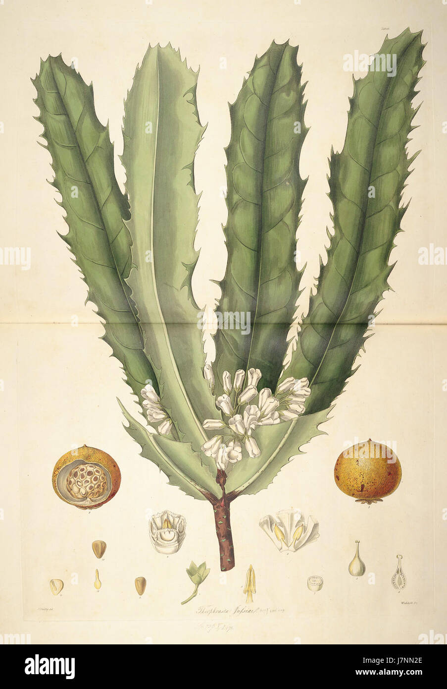 Theophrasta hi-res stock photography and images - Alamy