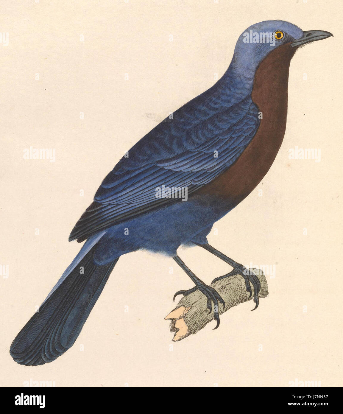 Cochoa azurea 1838 Stock Photo - Alamy