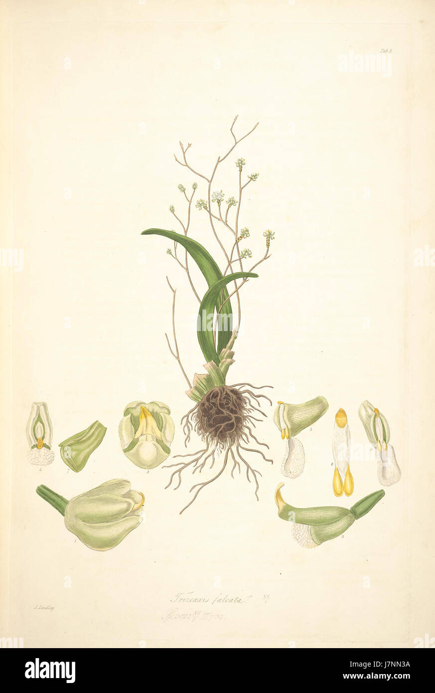 2 Trizeuxis falcata John Lindley Collectanea botanica (1821 Stock Photo ...
