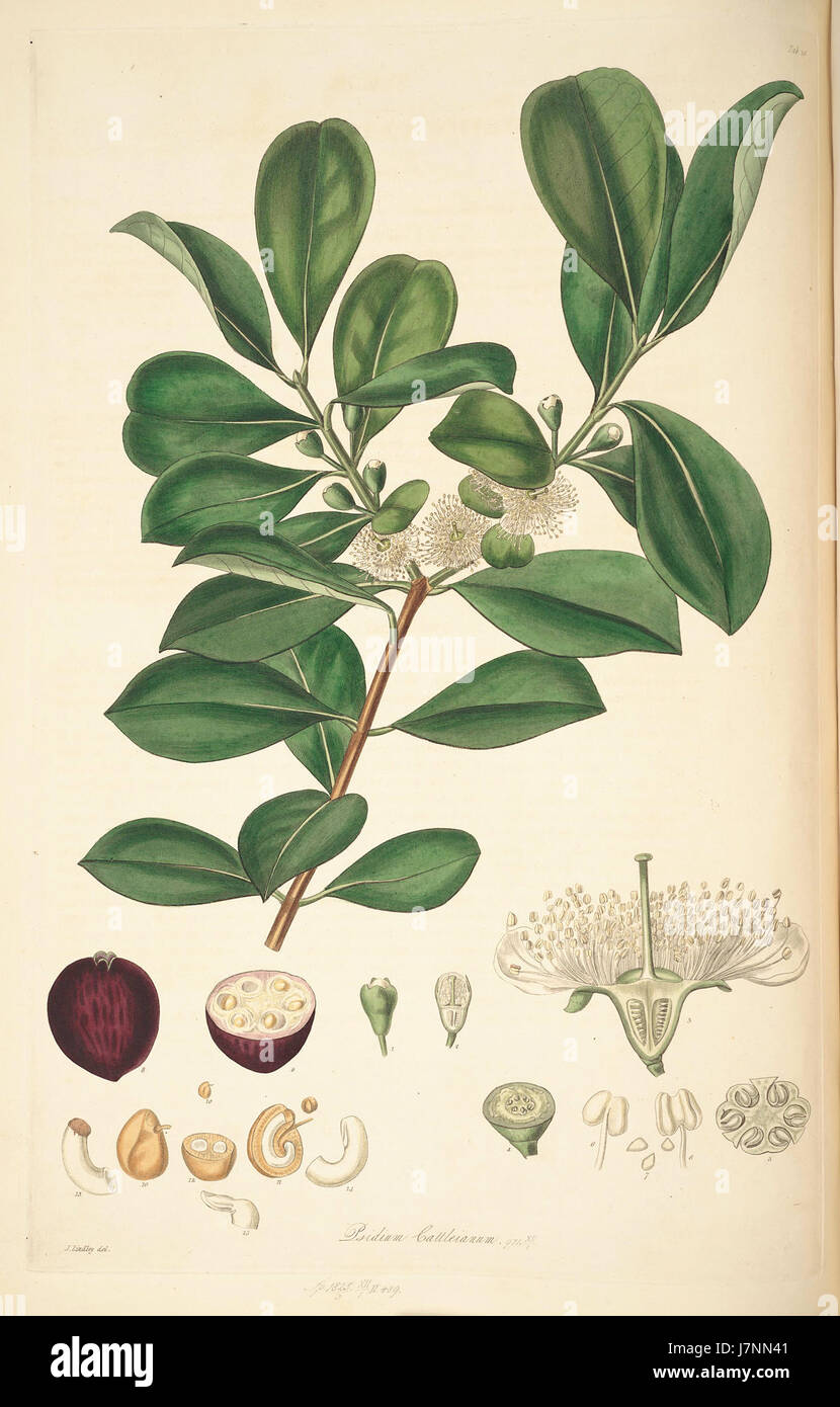 16 Psidium cattleianum John Lindley Collectanea botanica (1821 Stock ...