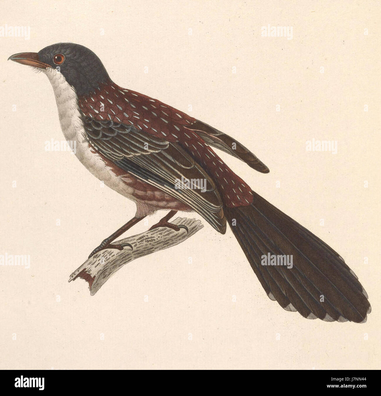 Crocias albonotatus 1838 Stock Photo - Alamy