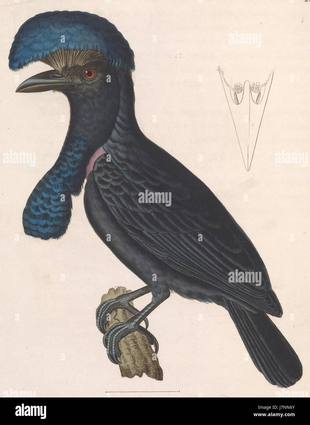 Cephalopterus ornatus, also known as the Ornate Bellbird, is a species ...