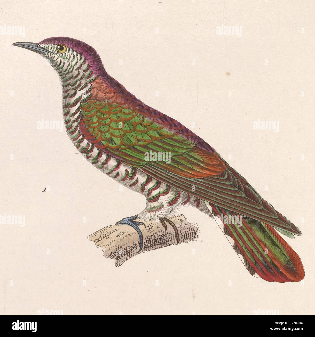 Cuckoo birds of australia hi-res stock photography and images - Alamy