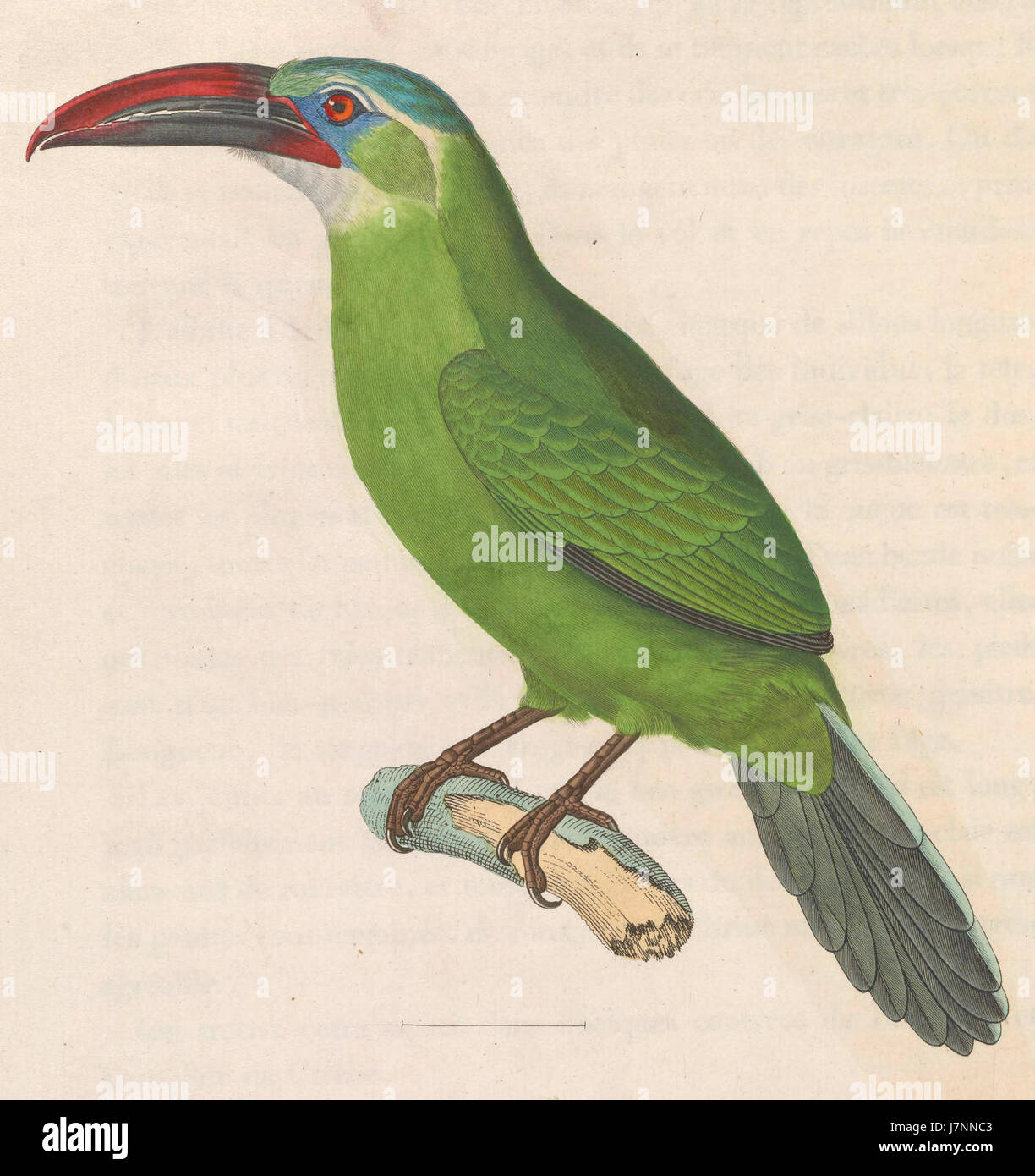 Aulacorhynchus sulcatus is a species of bird in the toucan family ...