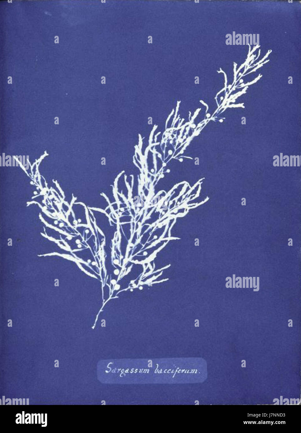 Sargassum Microscope