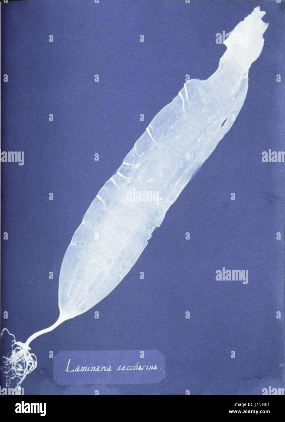 Anna Atkins Saccharina latissima Stock Photo - Alamy