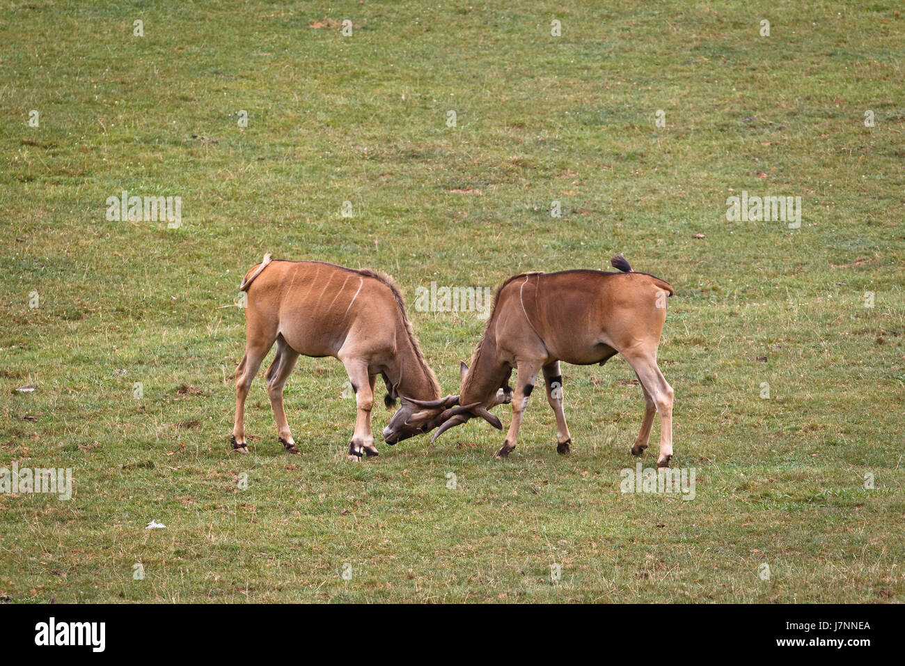 park fight fighting conflict animal mammal battle wild outdoor wildlife ...