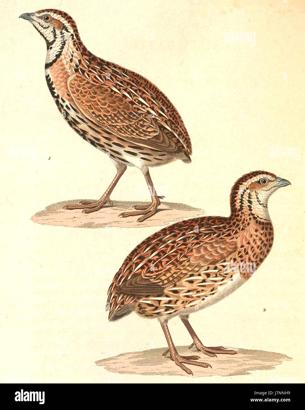 *Coturnix coromandelica*, also known as the Indian quail, is a species ...