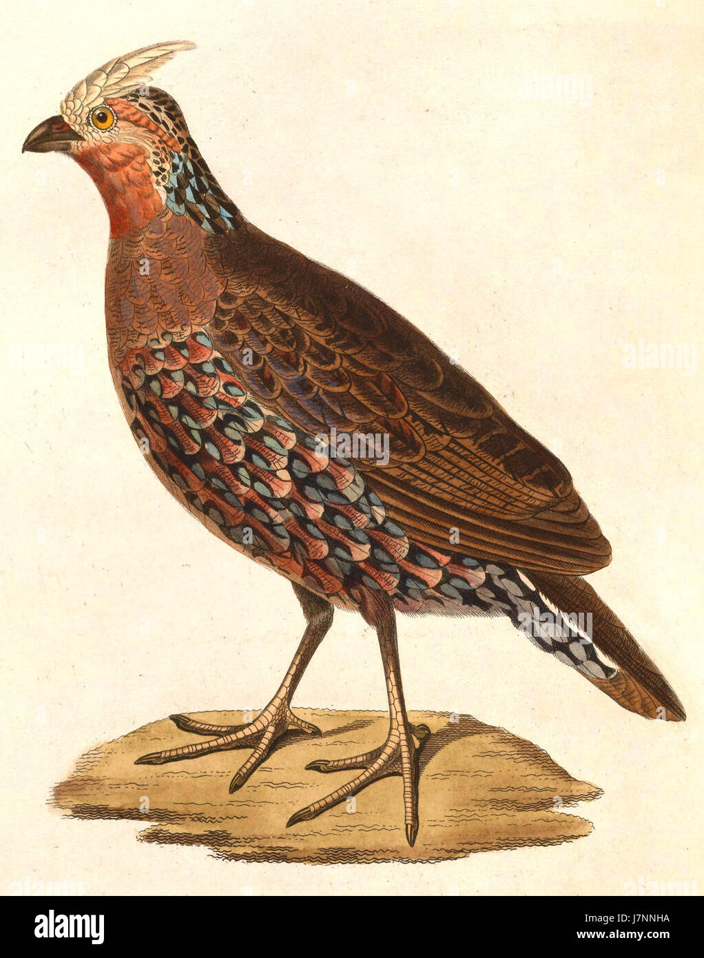 Colinus cristatus sonnini 1838 Stock Photo - Alamy