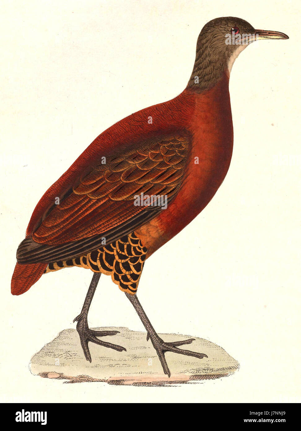 An illustration of Crypturellus obsoletus, a species of bird discovered ...