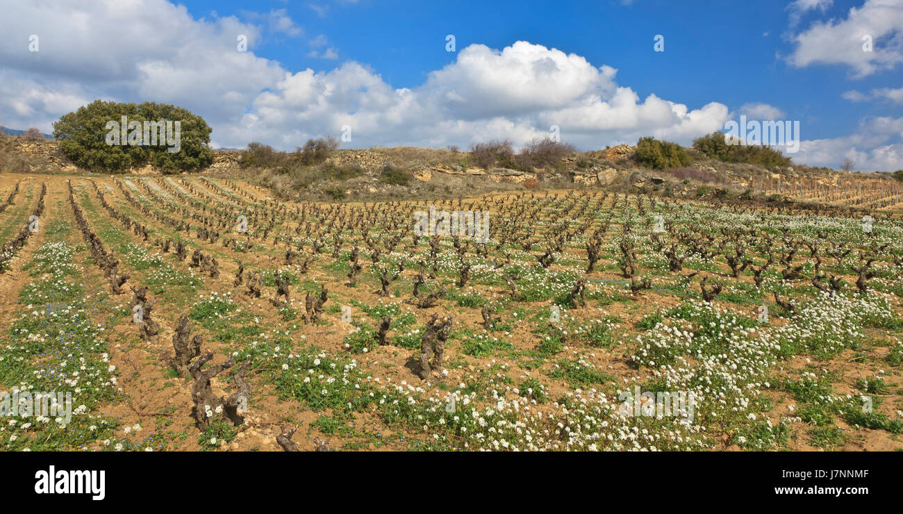 agriculture farming wine vineyards europe spain grapes fields tradition ...