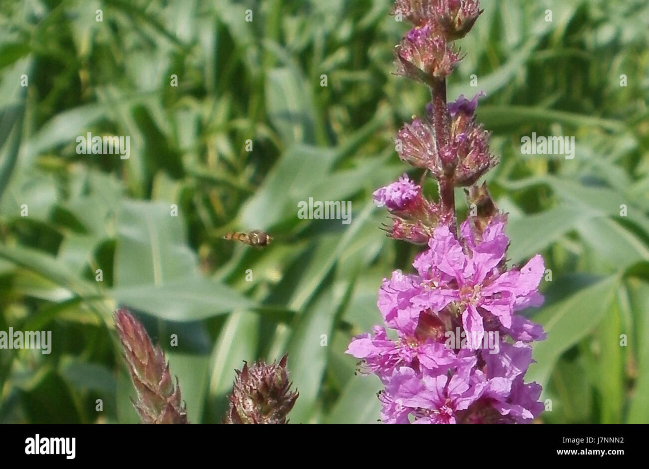*Hockenheimer Rheinbogen* is a section of the Rhine River located near ...