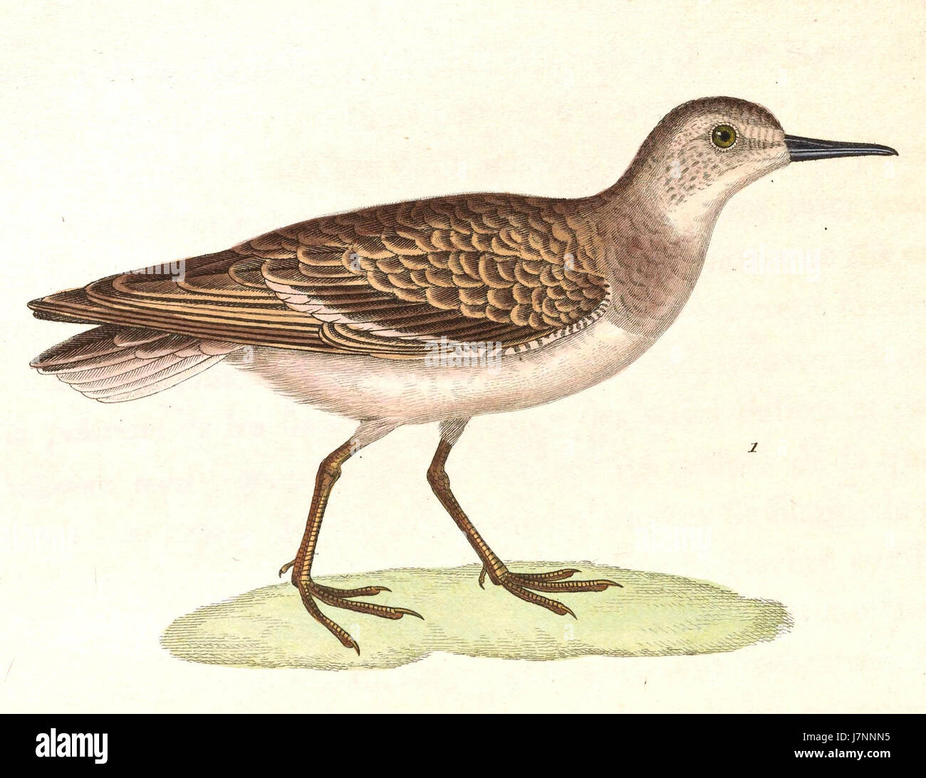 Calidris temminckii, also known as Temminck's stint, is a small wader ...