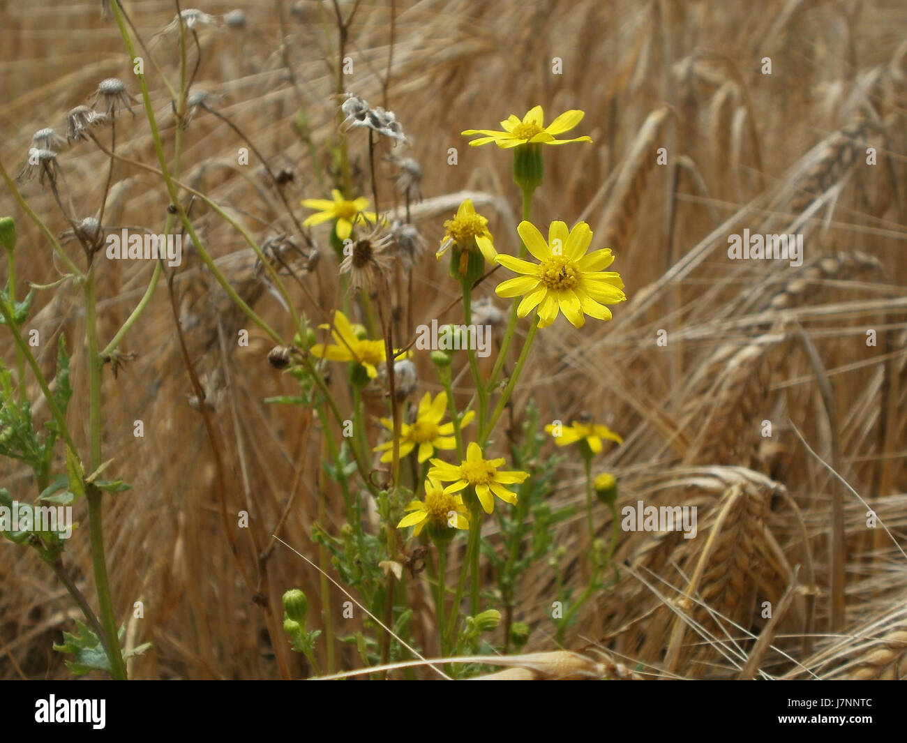 The image shows the Oftersheimer Dunes, located in the German region of ...